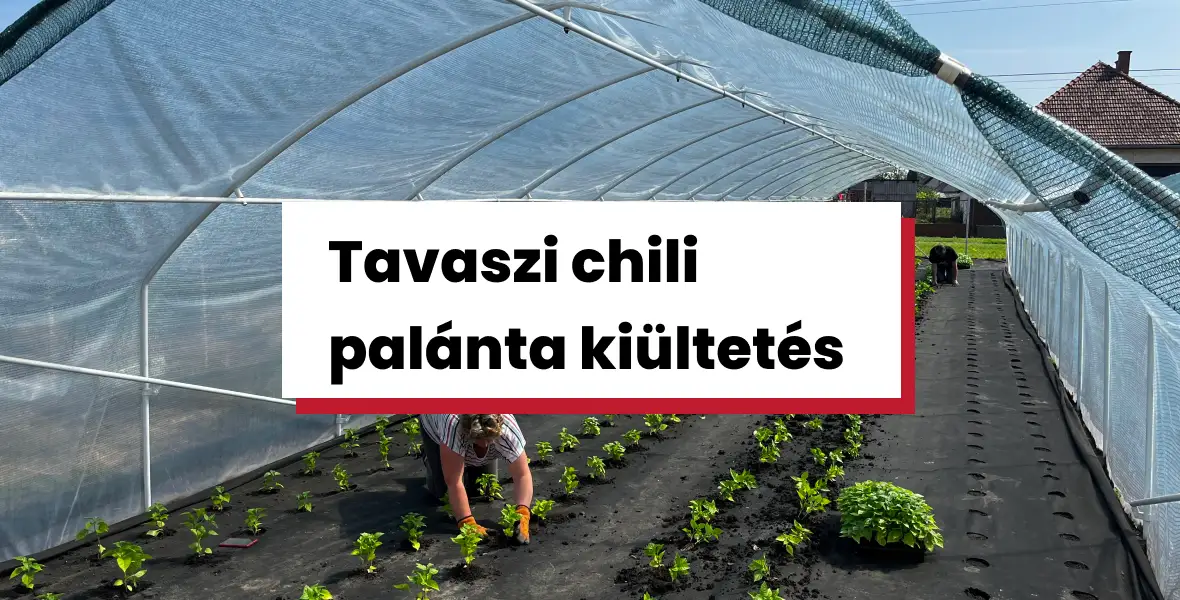 Chili palánta kiültetés - Sárréti ChiliFarm